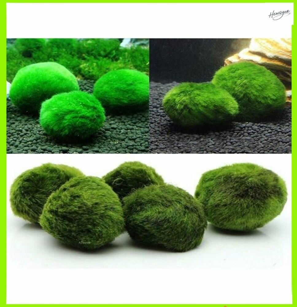1 шт./2 шт. 3 4 см шарики из мха Marimo для живых аквариумных растений, водорослей-. hengyue