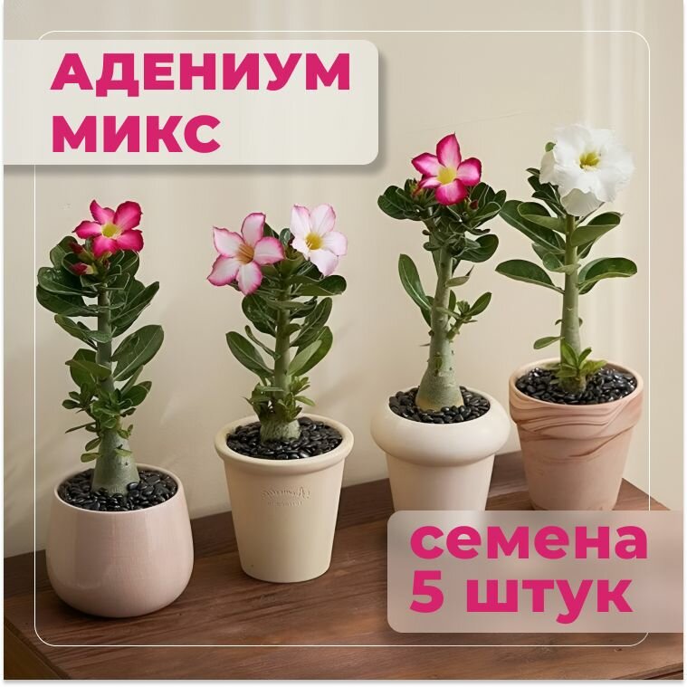 Адениум микс (Adenium Obesum) комнатное растение, семена 5 штук