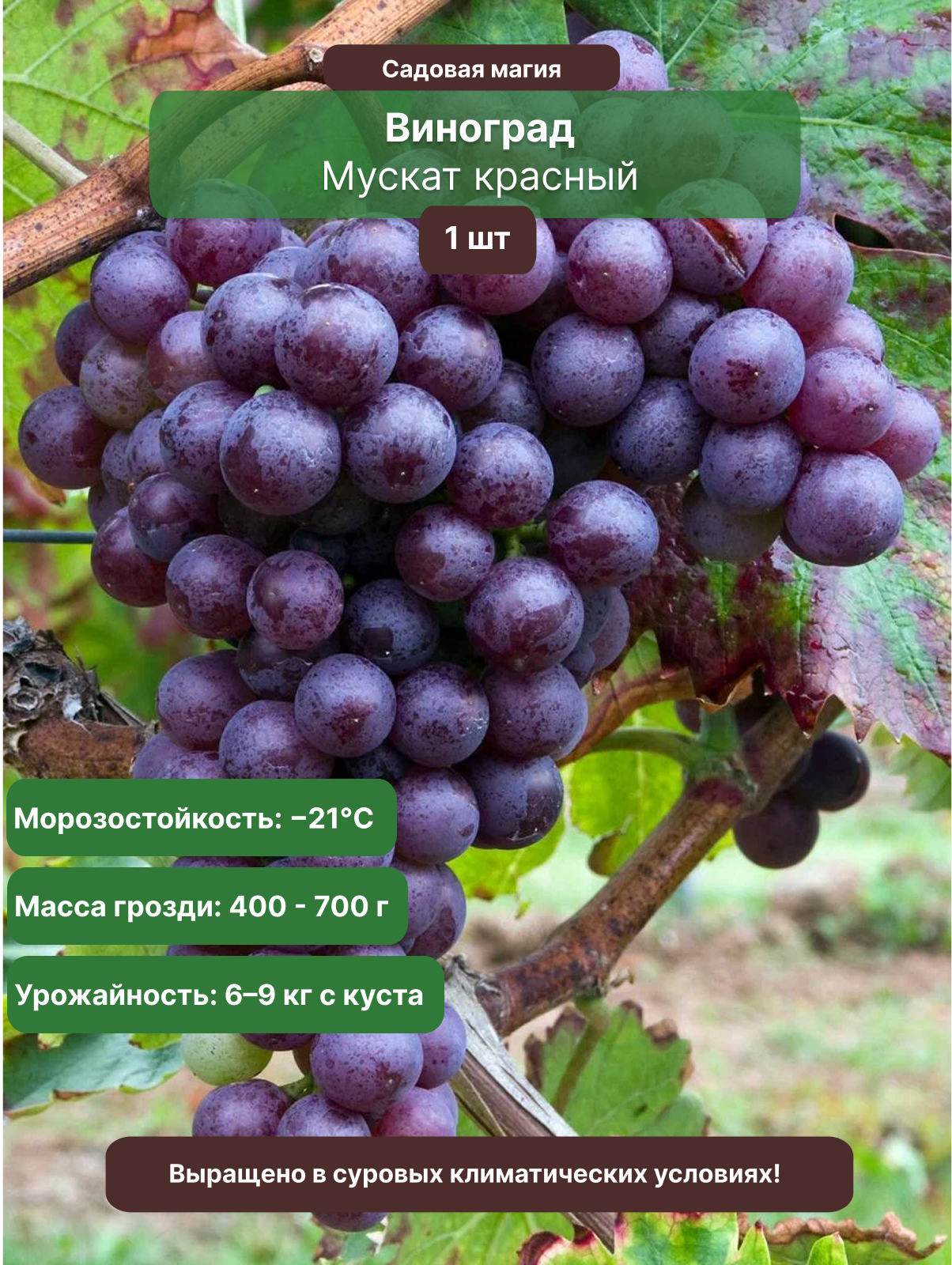 Виноград Мускат красный / 1 шт, сверхранний, столовый сорт, срок созревания 95–100 дней