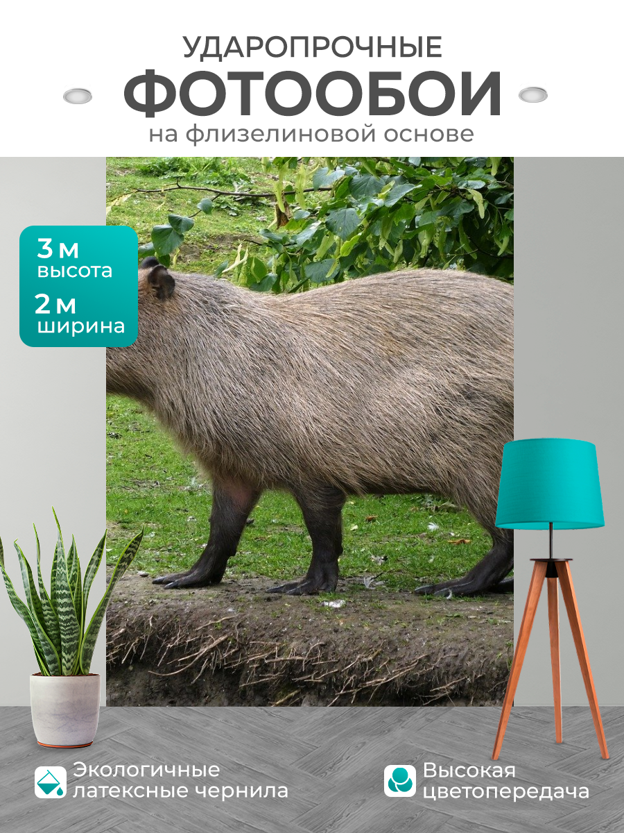 Фотообои моющиеся ударопрочные "Капибара, faunapark, парк животных" 200x300 см. флизелиновые на стену