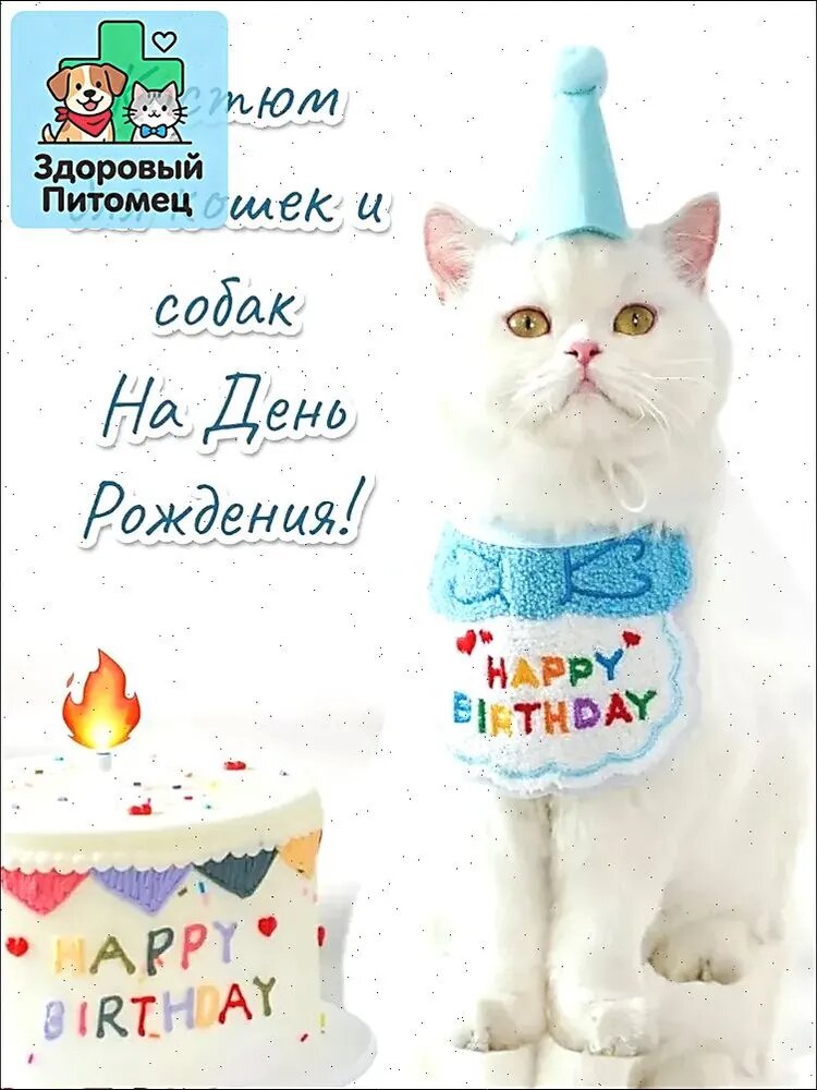 Ошейник и колпак для кошки и собаки на День Рождения