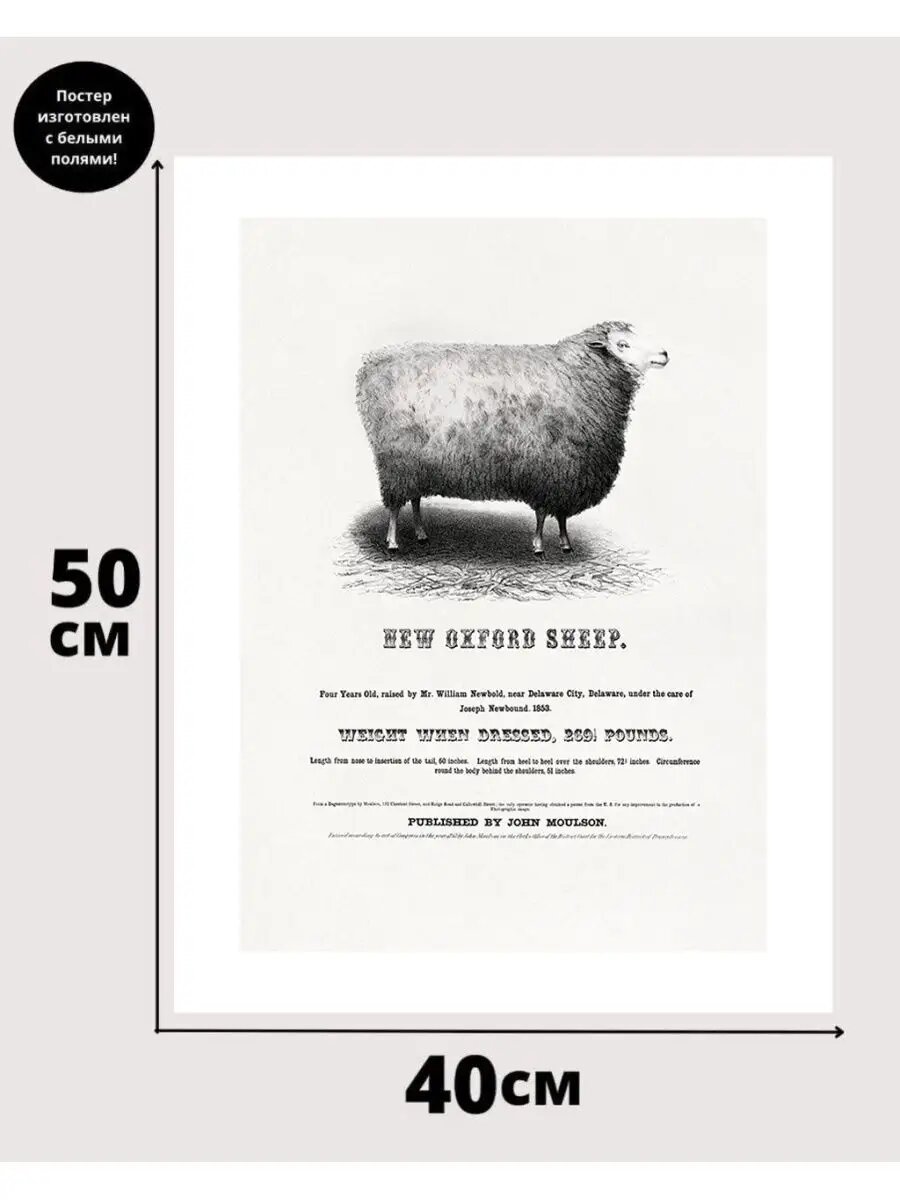Постер овечка в ретро стиле, 40 x 50 см (с полями), материал бумага, без рамы
