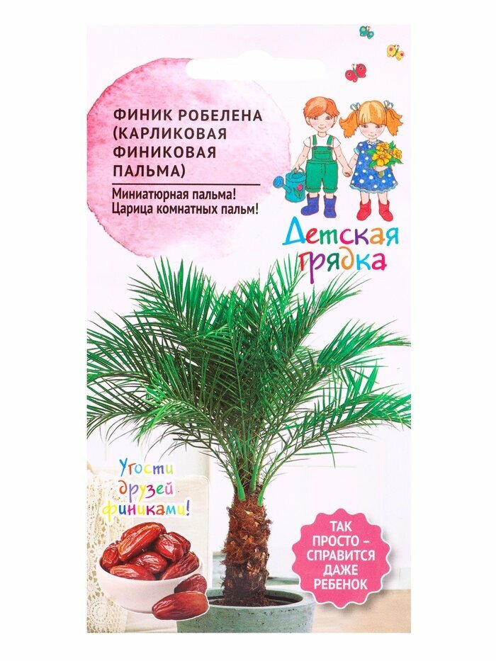 Семена Финик Робелена (карликовая финиковая пальма) 5шт Детская грядка