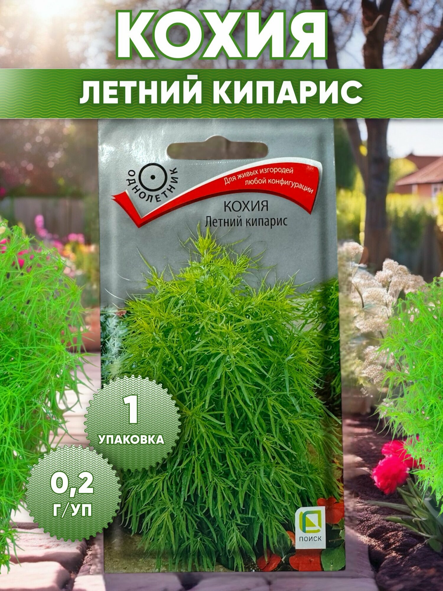 Семена Кохия Летний Кипарис 0,2г/1 уп, Поиск