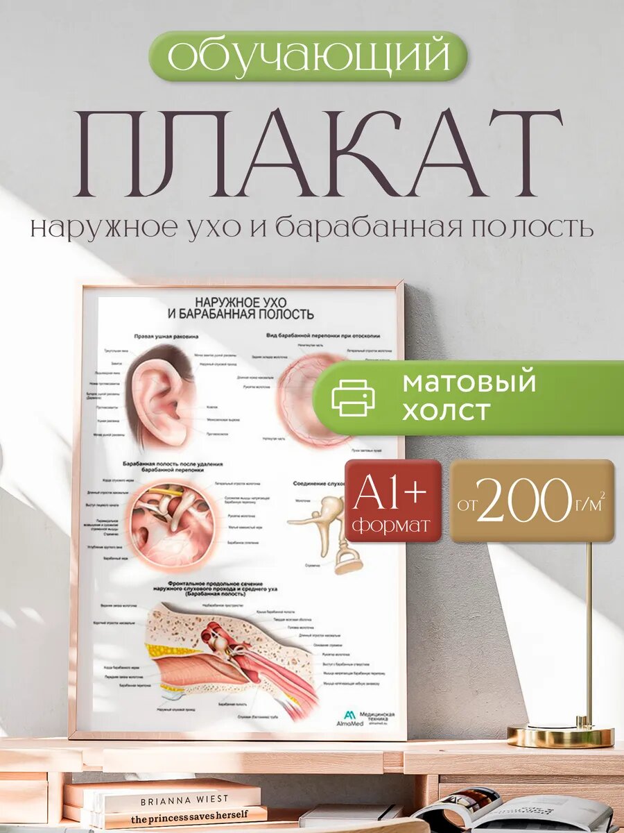 Наружное ухо и барабанная полость, плакат, матовый холст от 200 г/кв. м, размер A1+