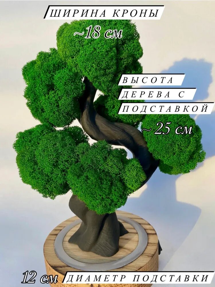 Бонсай Ночник