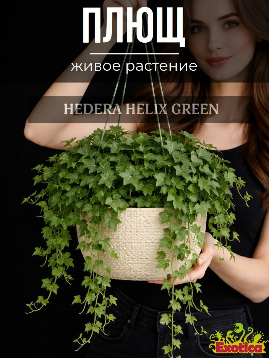 Хедера Хеликс Грин, Плющ (Hedera Helix Green) D6см, домашнее растение
