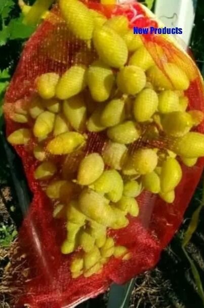 Мешочек для защиты винограда от ос 100шт Размер 20 40см Универсальный садовый аксессуар