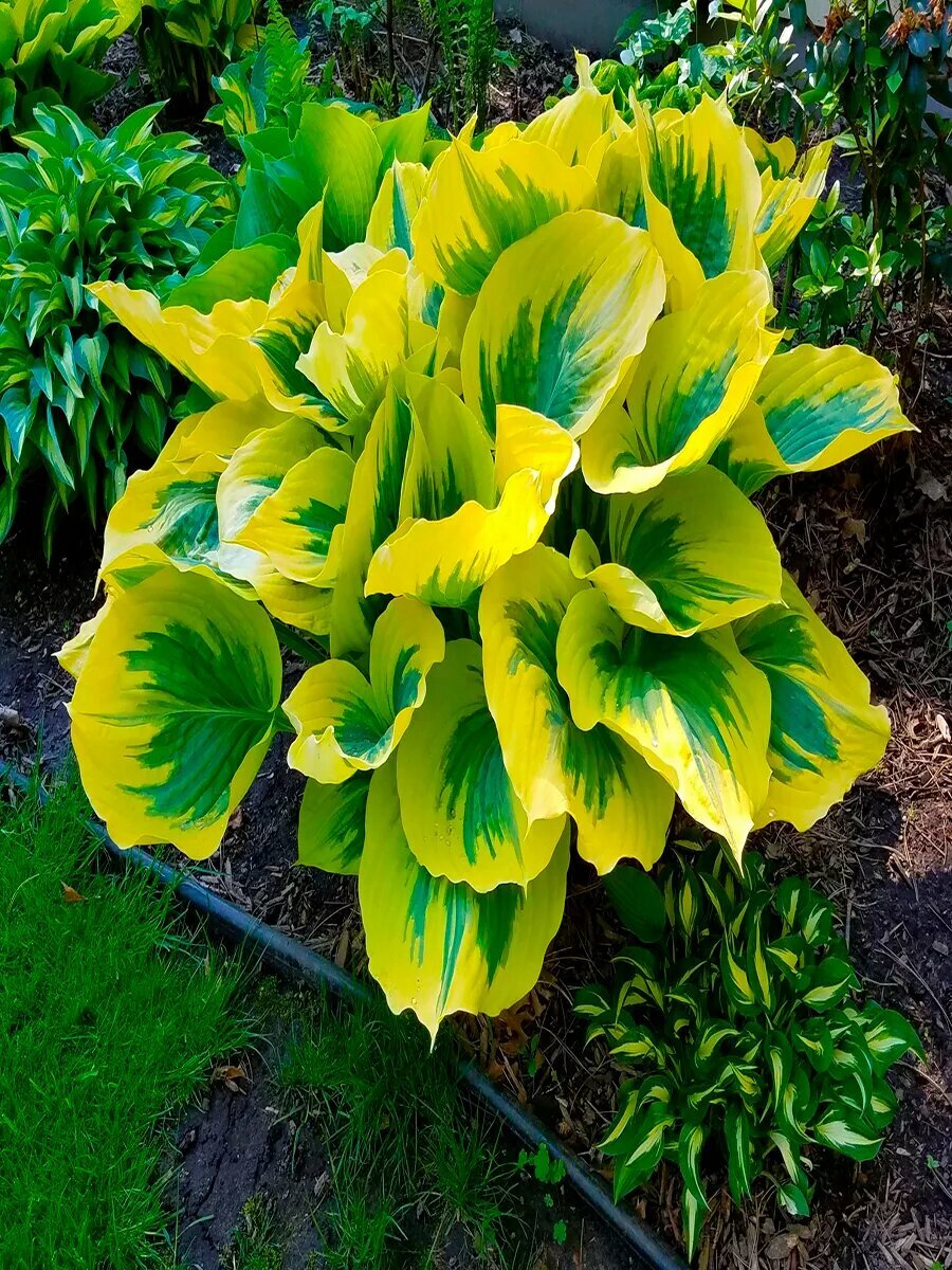 Хоста Yellow diamonds are Forever