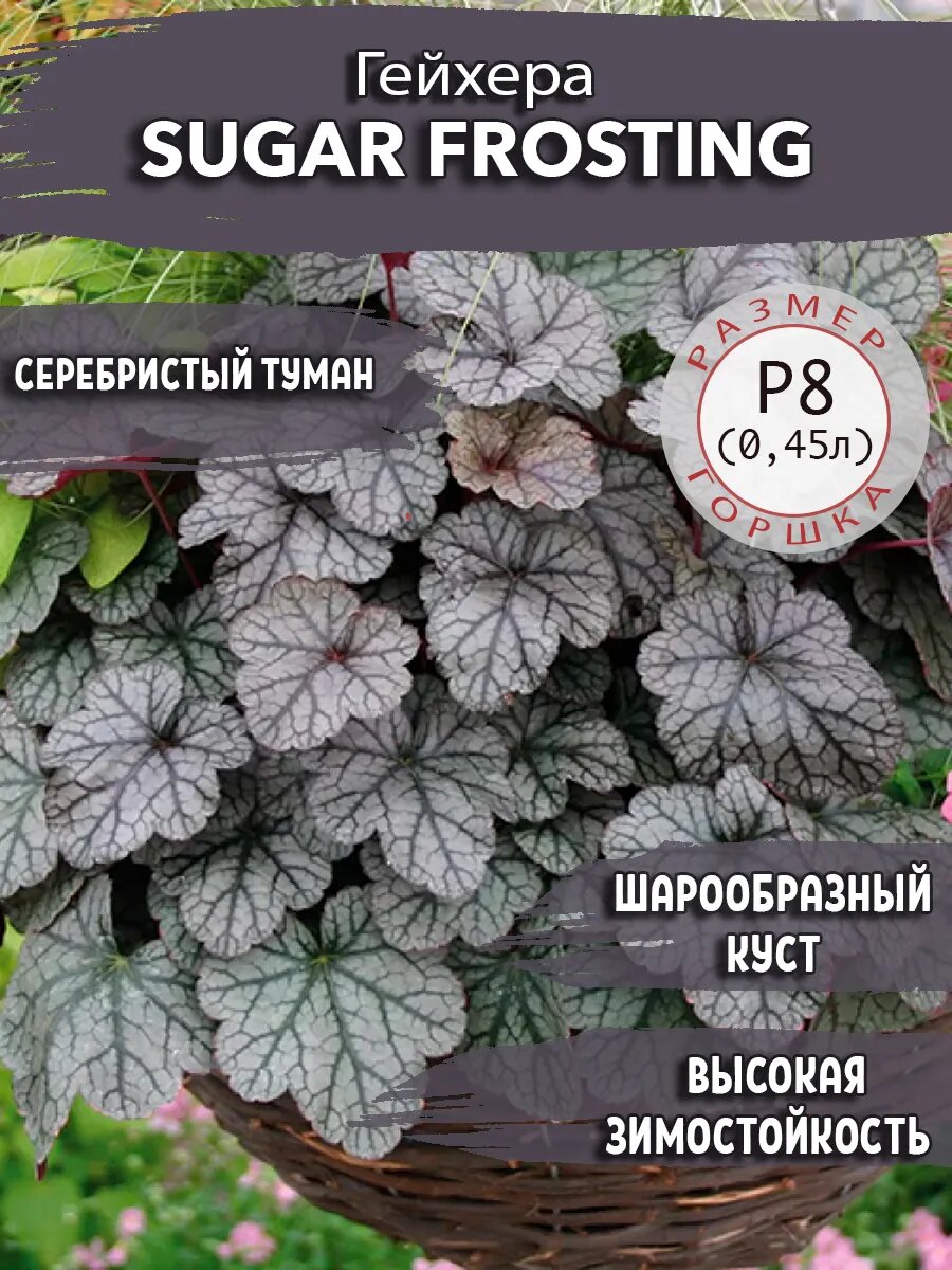 Гейхера Sugar Frosting