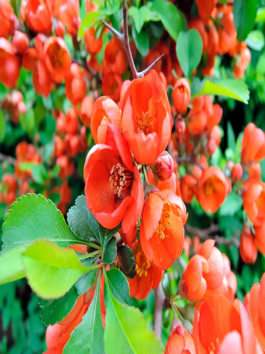 Айва превосходная Clementine