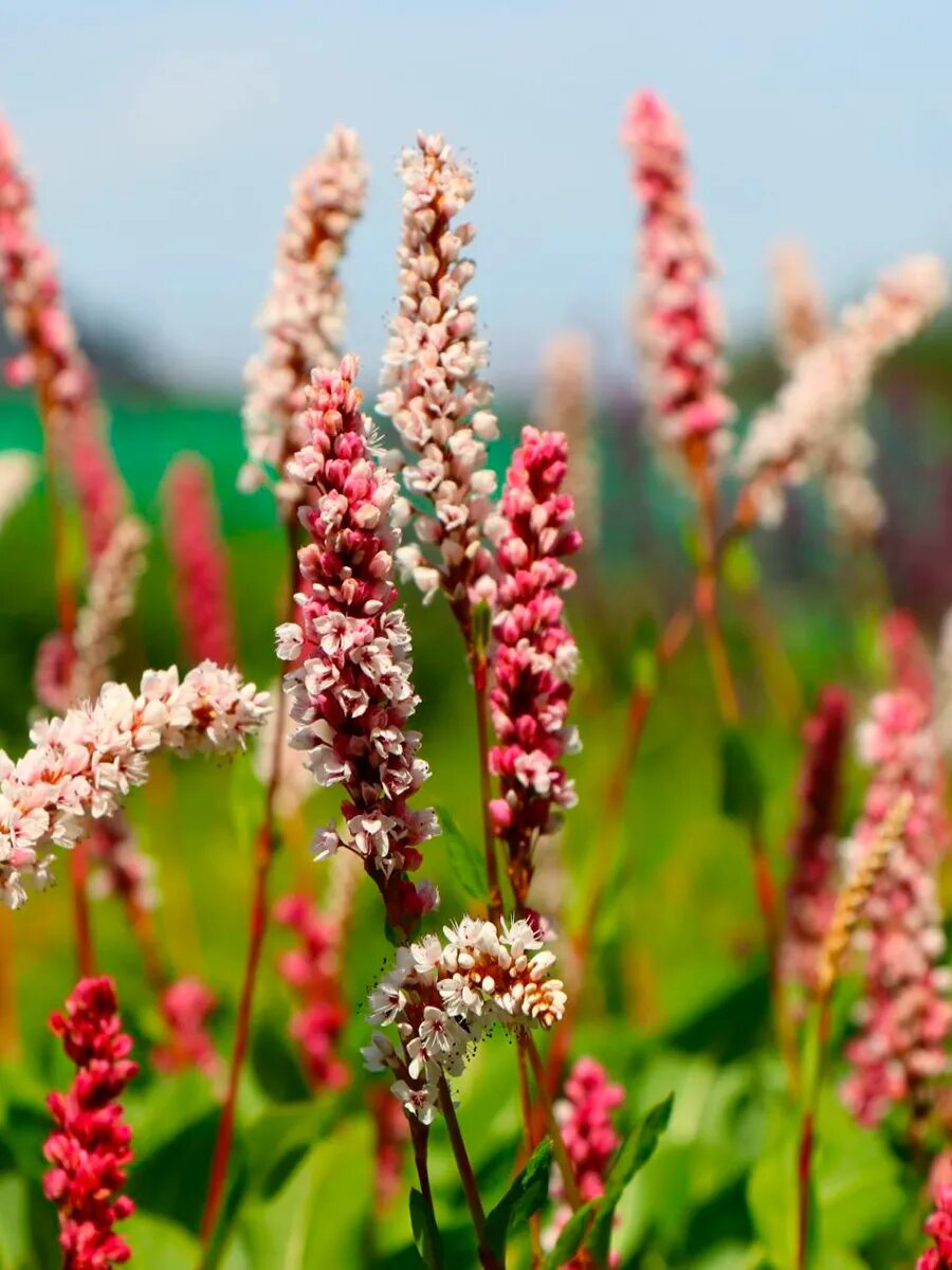 Горец Садовые Растения "Darjeeling Red", многолетний, высота 15см, ширина 50см