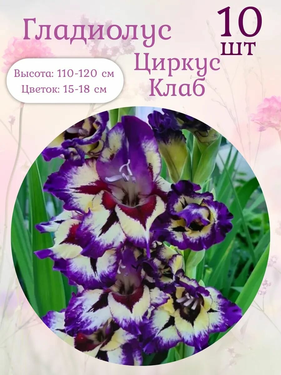Гладиолус махровый многолетний 10 луковиц