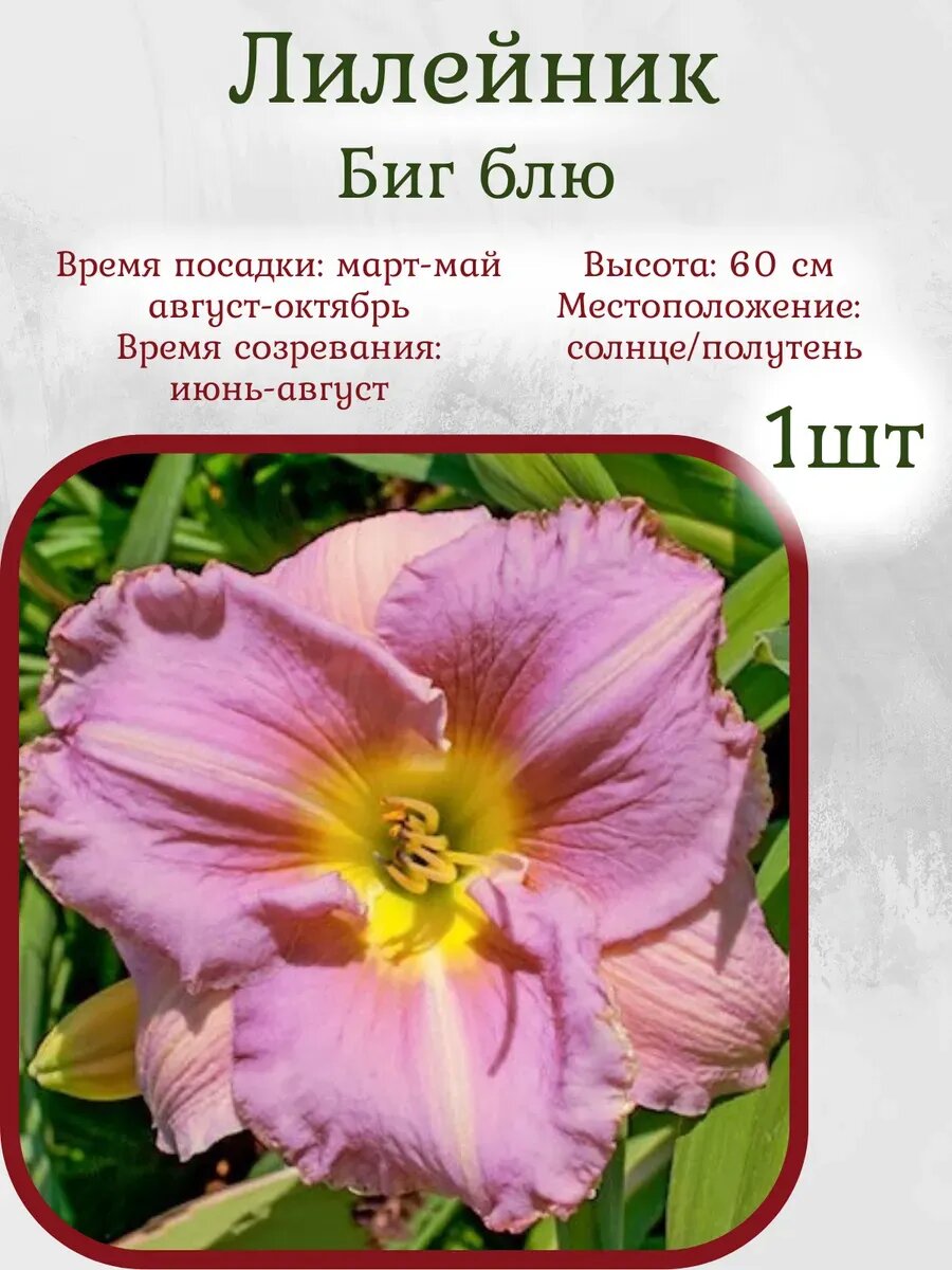 Саженцы лилейника многолетние цветы 1 штука
