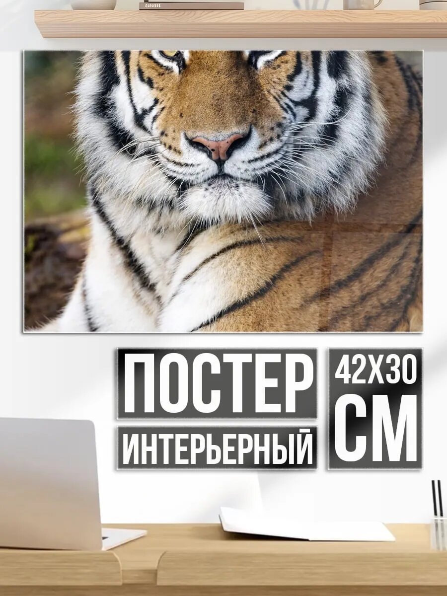 Плакат постер портрет тигра