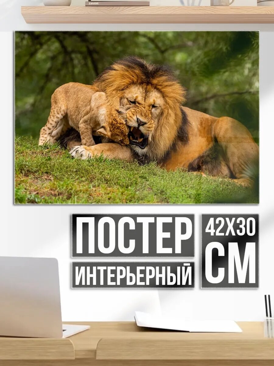 Плакат постер лев с львёнком