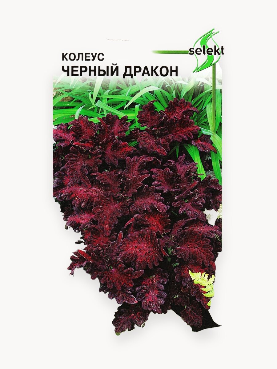 Колеус Чёрный Дракон, 15 семян