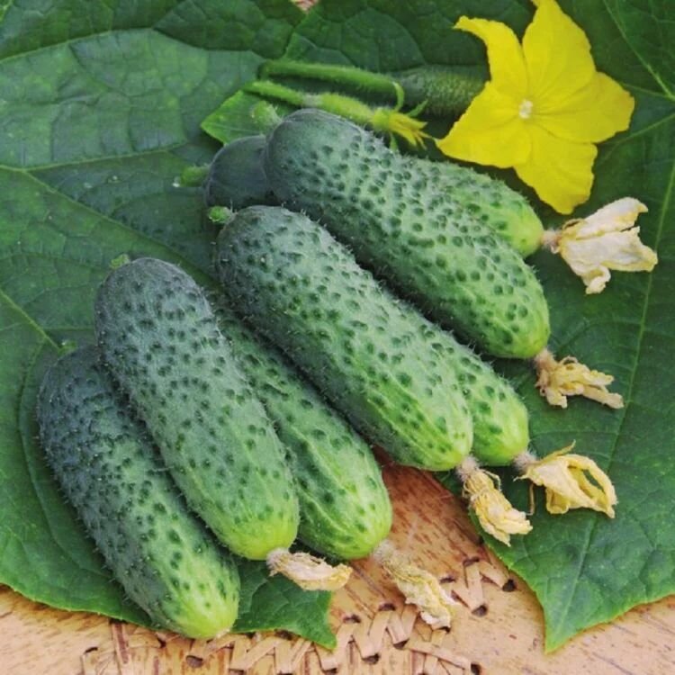 Коллекционные семена огурца Портос F1