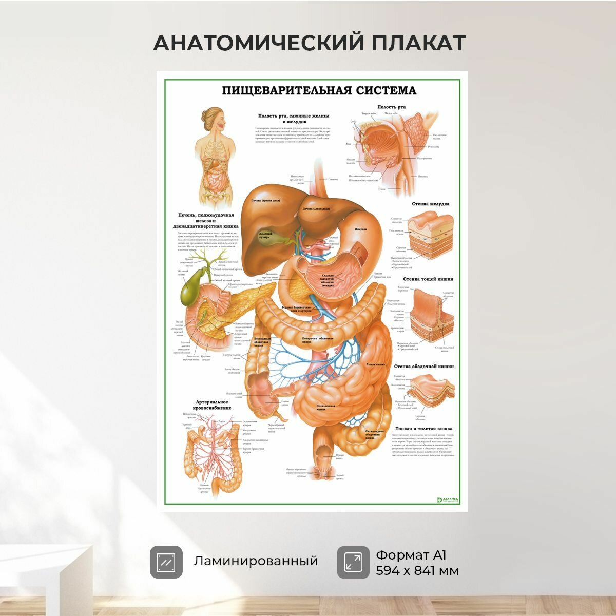 Обучающий плакат медицинский анатомия Пищеварительная система А1
