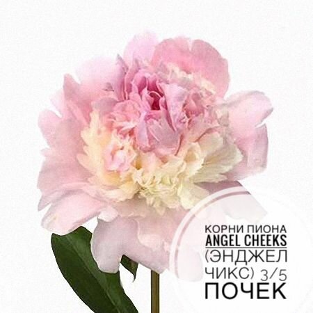 Корни пиона Angel Cheeks (Энджел Чикс) 3/5 почек 1 корень 3-5 почек