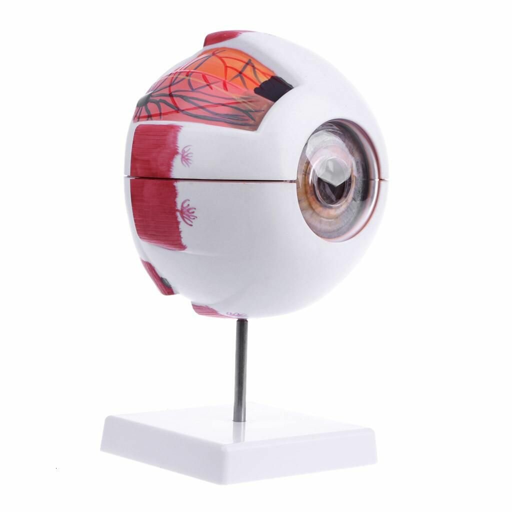 Анатомическая модель человеческого глаза, Белый