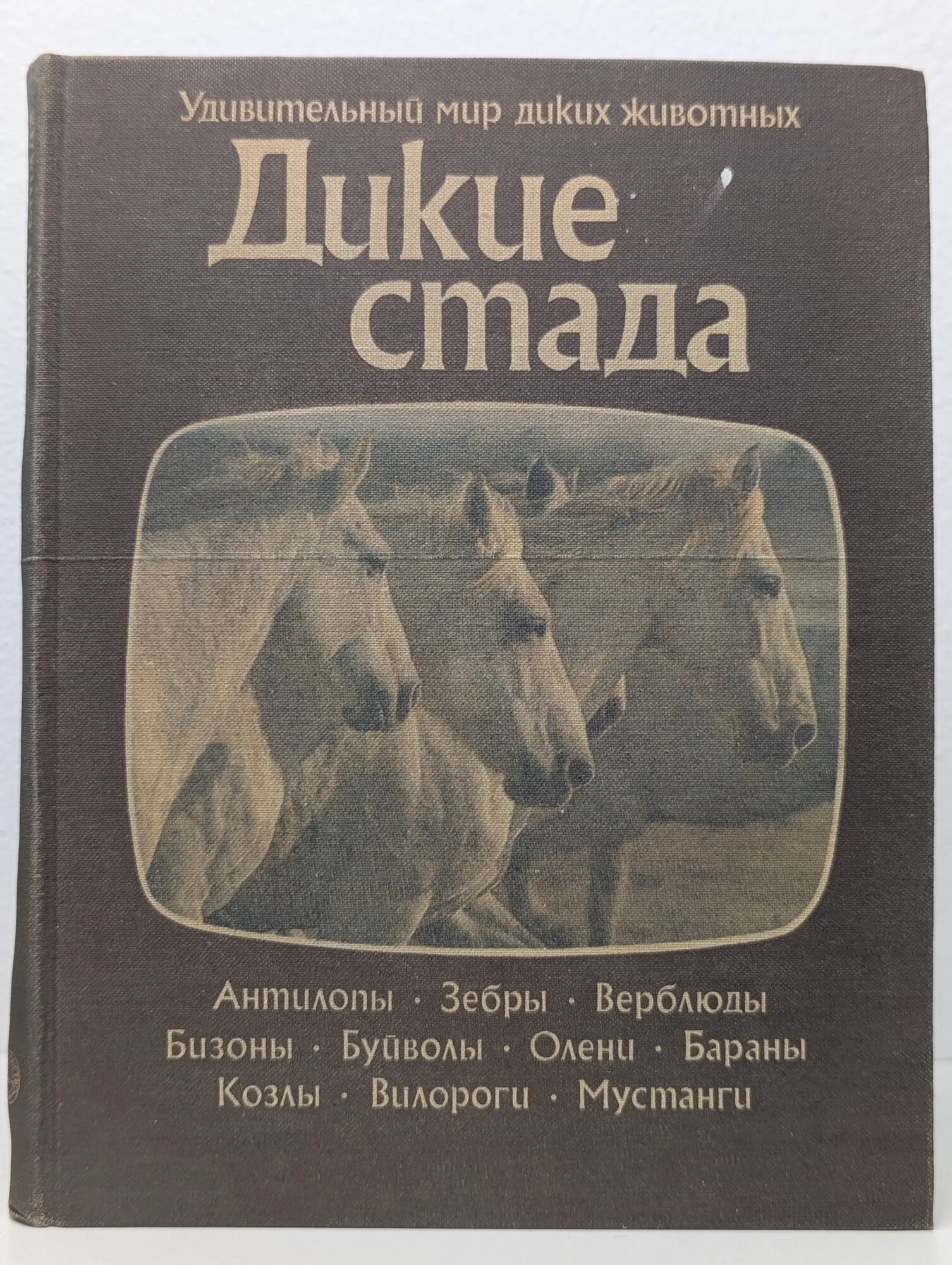 Дикие стада Нири Джон 1984