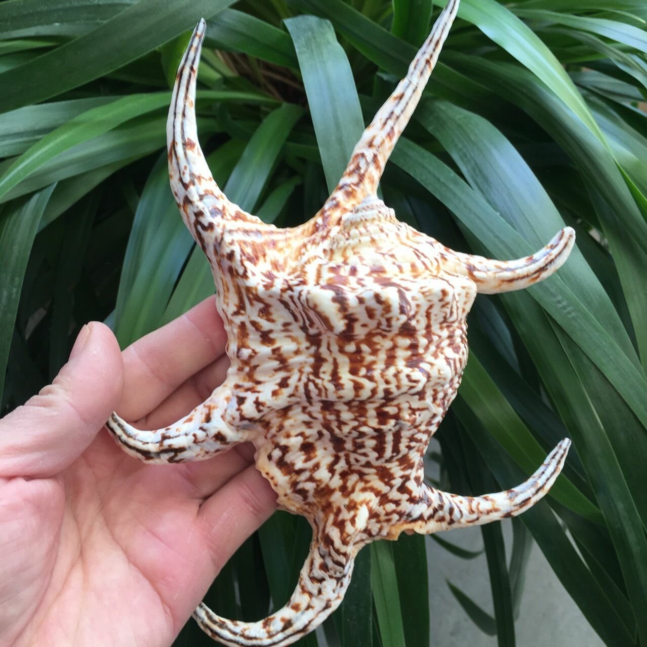 Ракушка морская, натуральная Лямбис Хирагра, (18-22см)