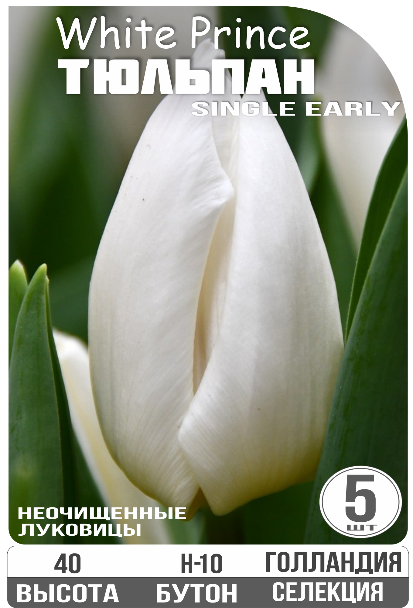 Тюльпаны Уайт Принц, луковицы неочищенные, многолетние, белые, высота до 40см, 5 штук