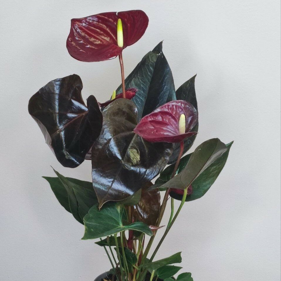 Комнатное растение Антуриум