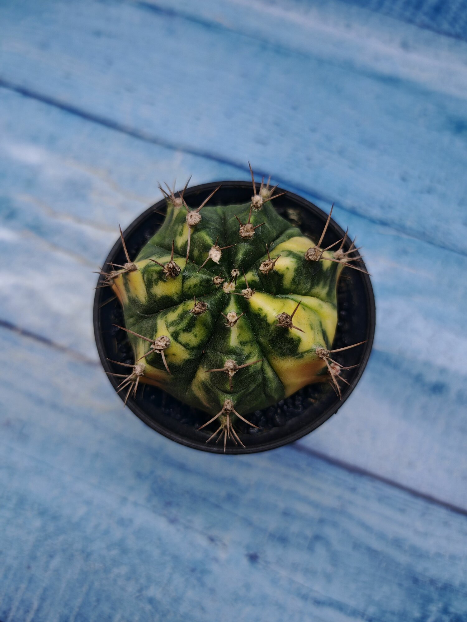 Коллекционный кактус Gymnocalycium Variegata (Гимнокалициум Вариегатный). Диаметр горшка 7 см. Субстрат Succuterra Classic и фирменный горшочек в комплекте.