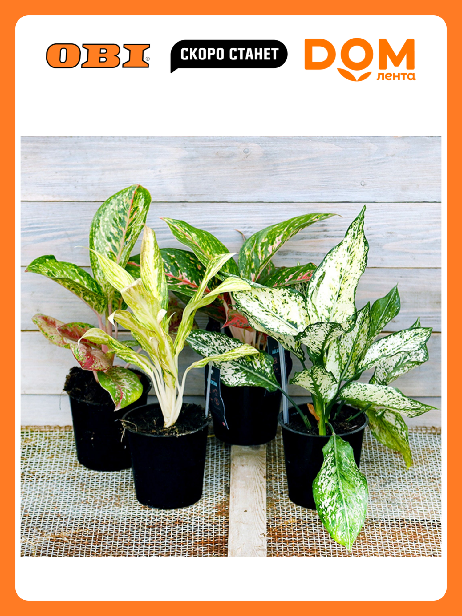 Растение Аглаонема, декоративно-лиственное, горшок D12, высота 35 см