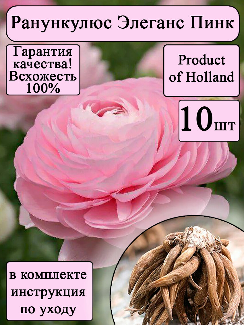 Ранункулюс (лютик) Элеганс Пинк 10 шт Голландия