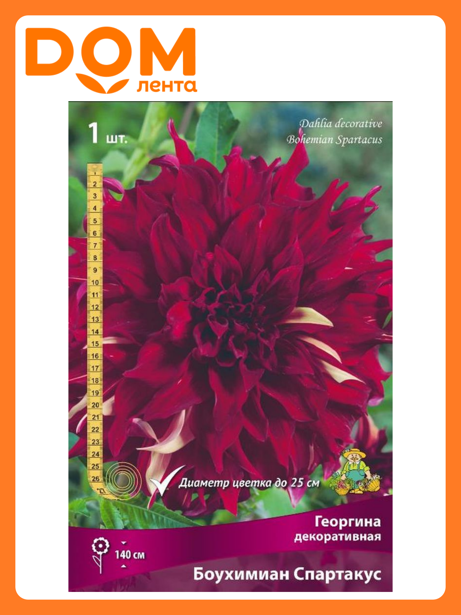 Многолетник поиск георгина боухимиан спартакус 1 шт