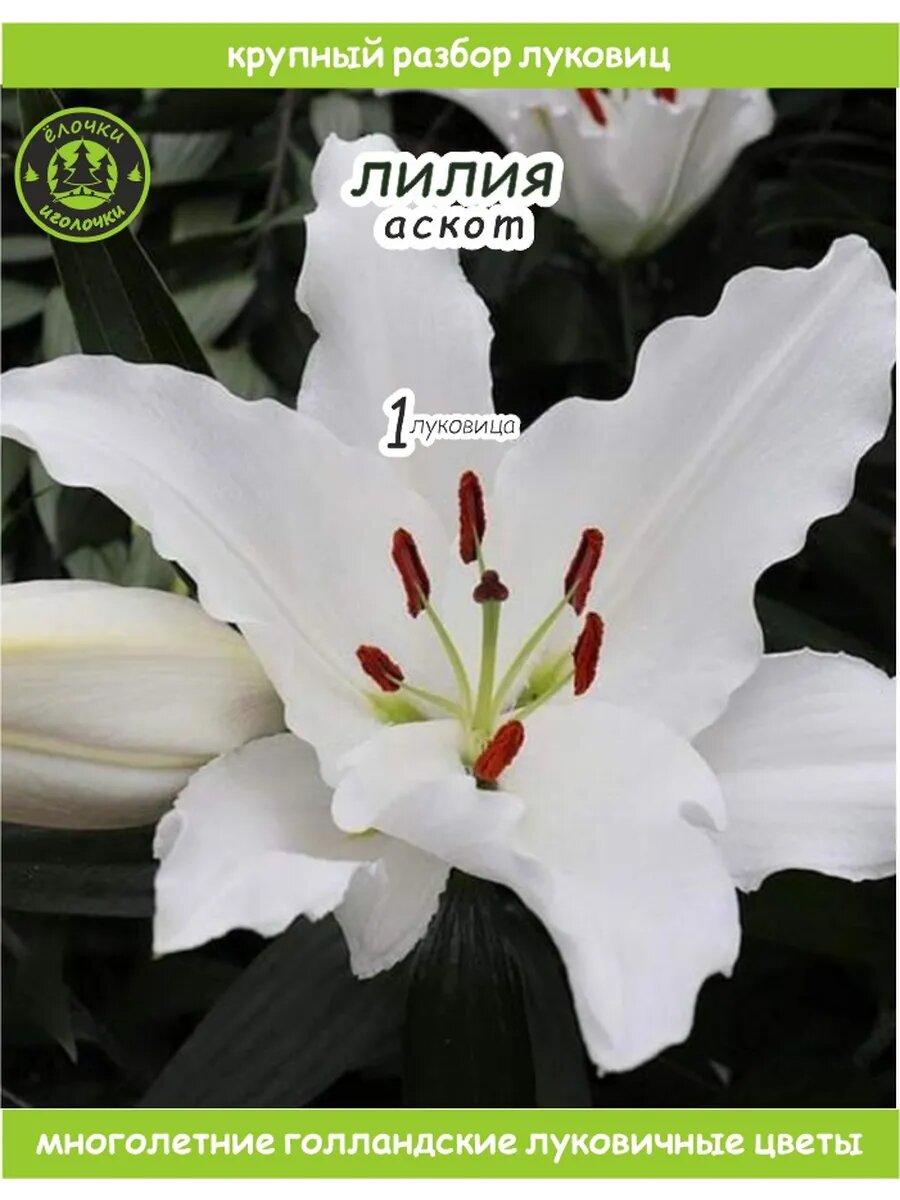 Лилия Луковица, Аскот 1 шт