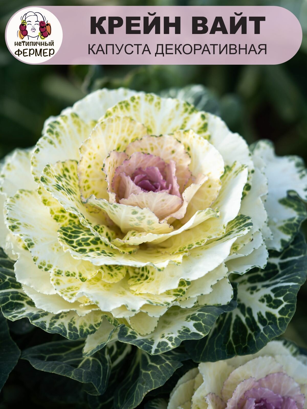 Семена декоративная капуста Крейн Вайт (10шт), "Нетипичный фермер"