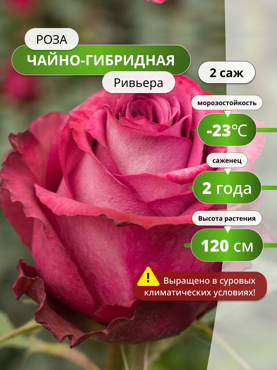 Роза чайно-гибридная "Ривьера", многолетняя, 30см, для всех регионов, 2шт