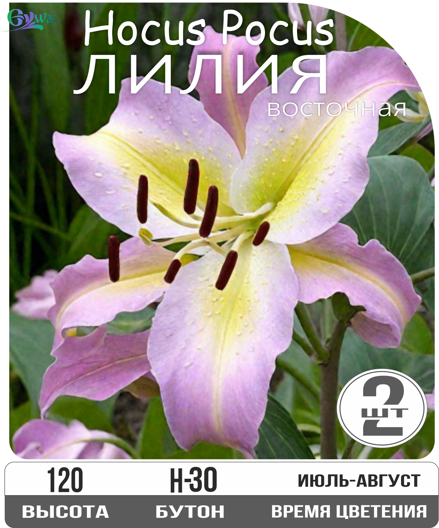 Лилия луковицы многолетние Фокус Покус, восточные, многолетник, высота 120см, нежно-розовый с фиолетовым, 2шт.