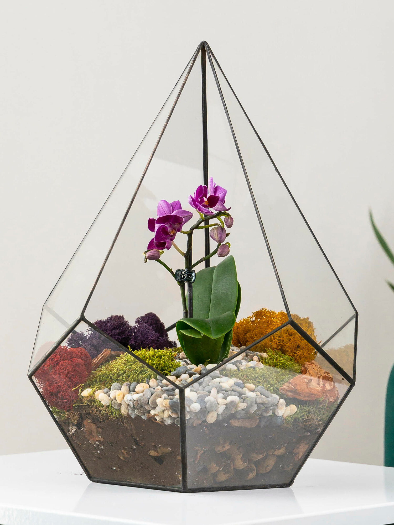 Geo Glass: цветущая орхидея , флорариум стеклянный , ваза для флорариума 37 см