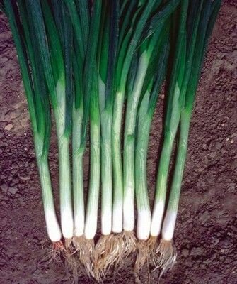 Коллекционные семена лука Грин Баннер