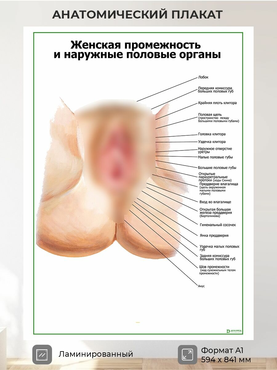 Обучающий медицинский плакат ламинированный формат А1 Промежности и наружные половые органы женщины