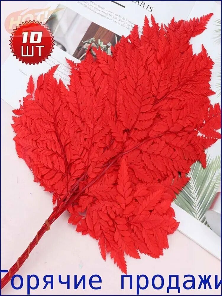 Сухоцветы Папоротник, 40 см, 30 гр, 10 шт