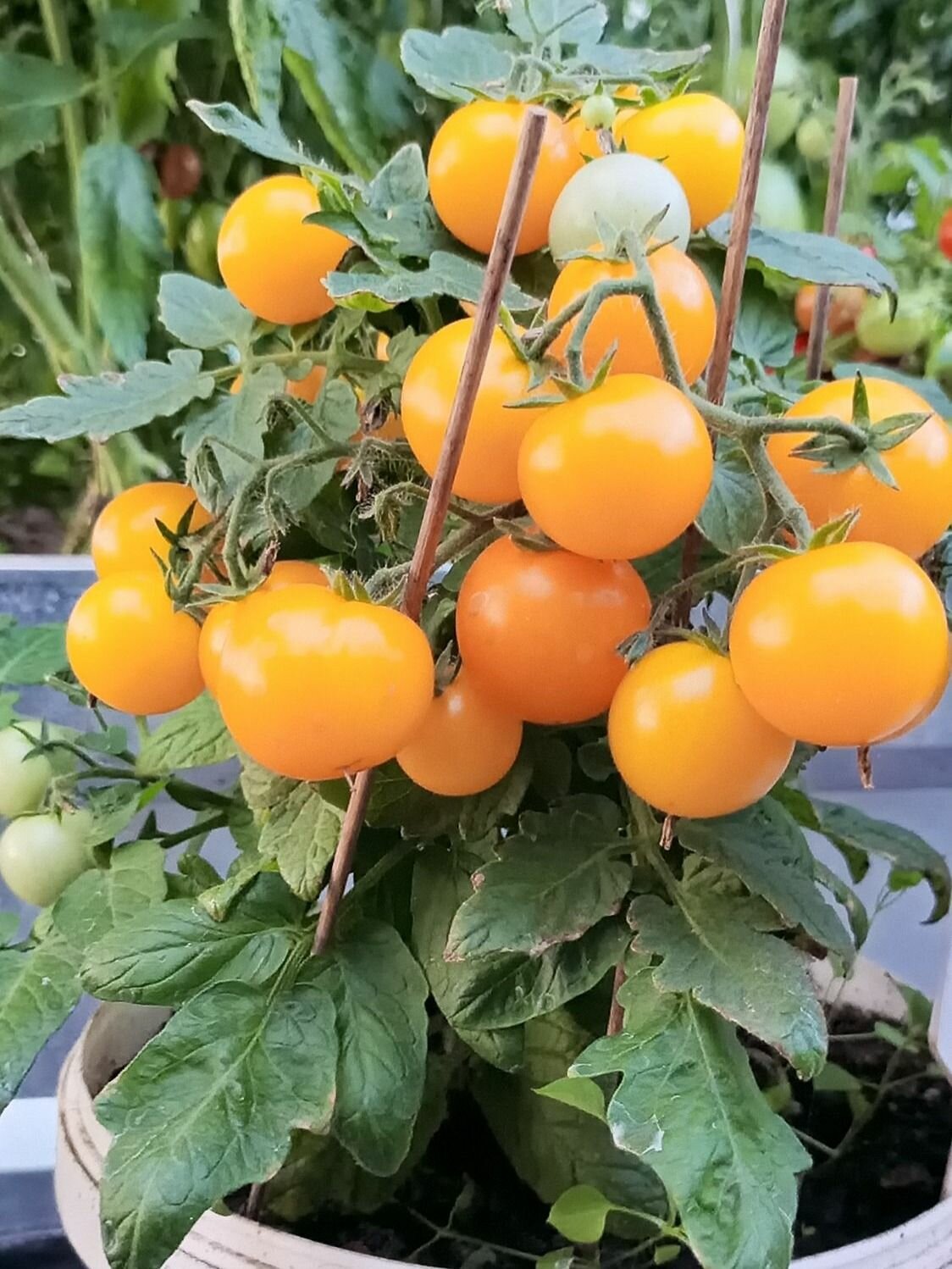 Морошка 7шт+бонус