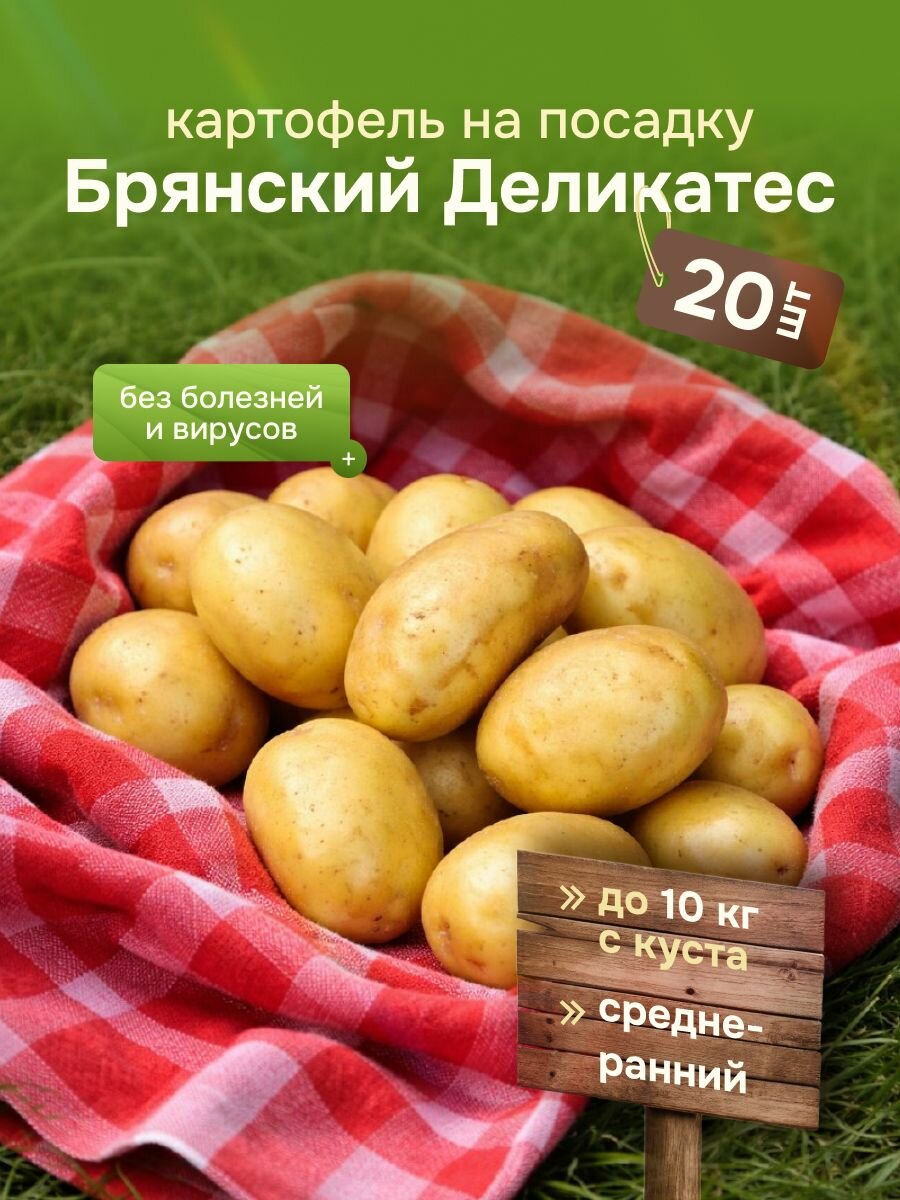 Семенной картофель на посадку Брянский деликатес 20 шт (среднеранний)