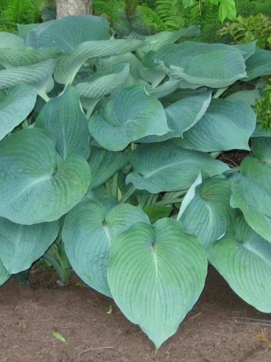 Хоста Джурайссик Парк (XL) / Саженцы хосты G (гигантские, от 120 см)