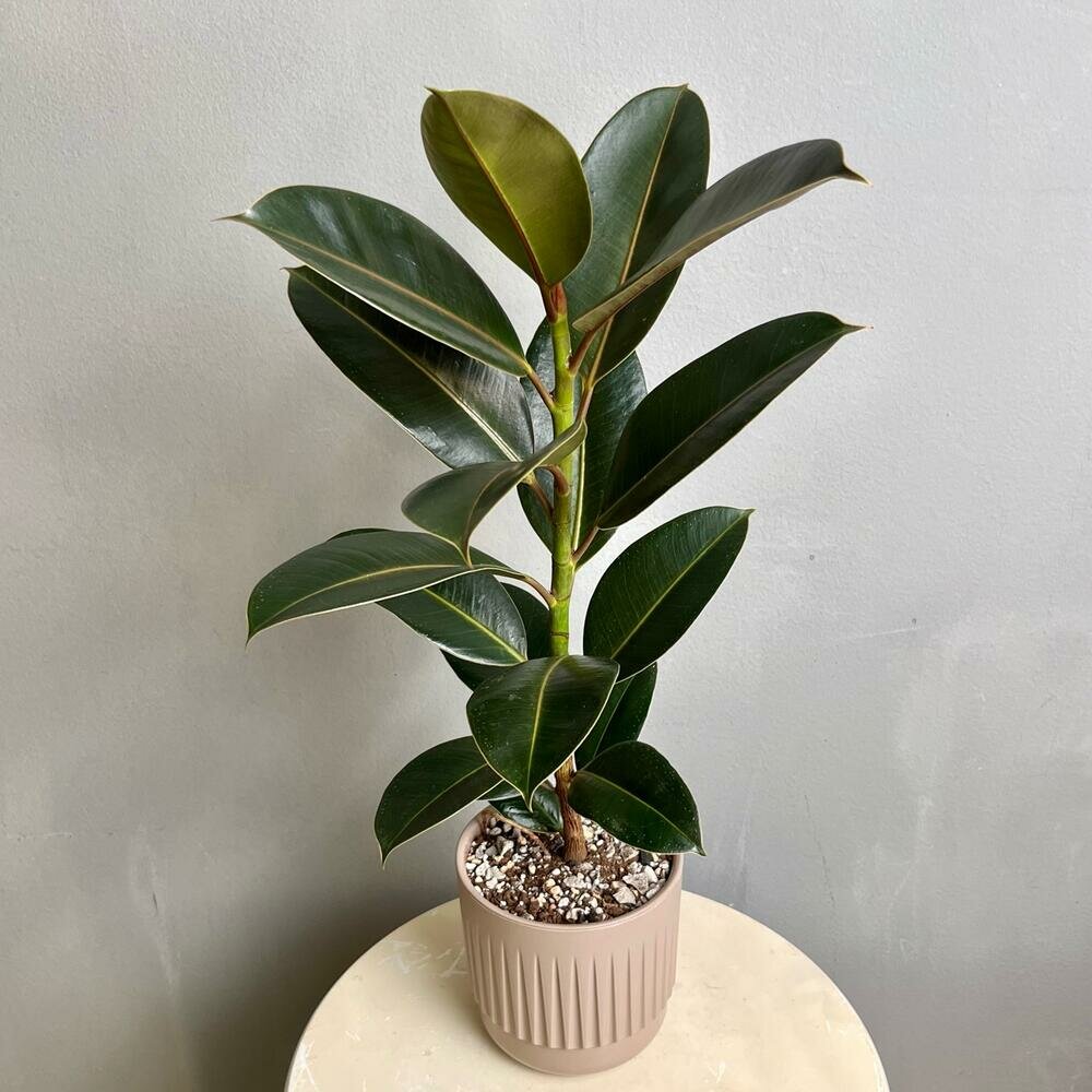 Комнатное растение живое. Фикус эластика Мелани в пластиковом горшке, 50 см