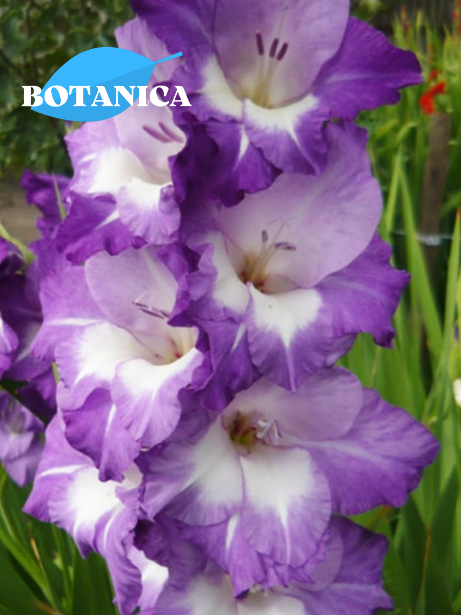Луковицы цветов, botanica garden , Гладиолус Нори ( 5 луковиц )