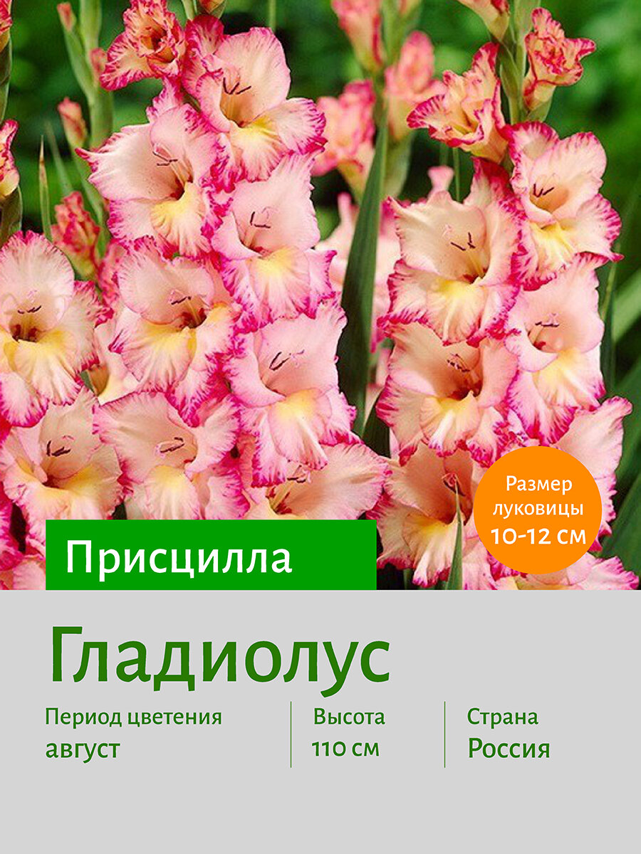 Гладиолус Присцилла (Priscilla) луковицы 3 шт сотка