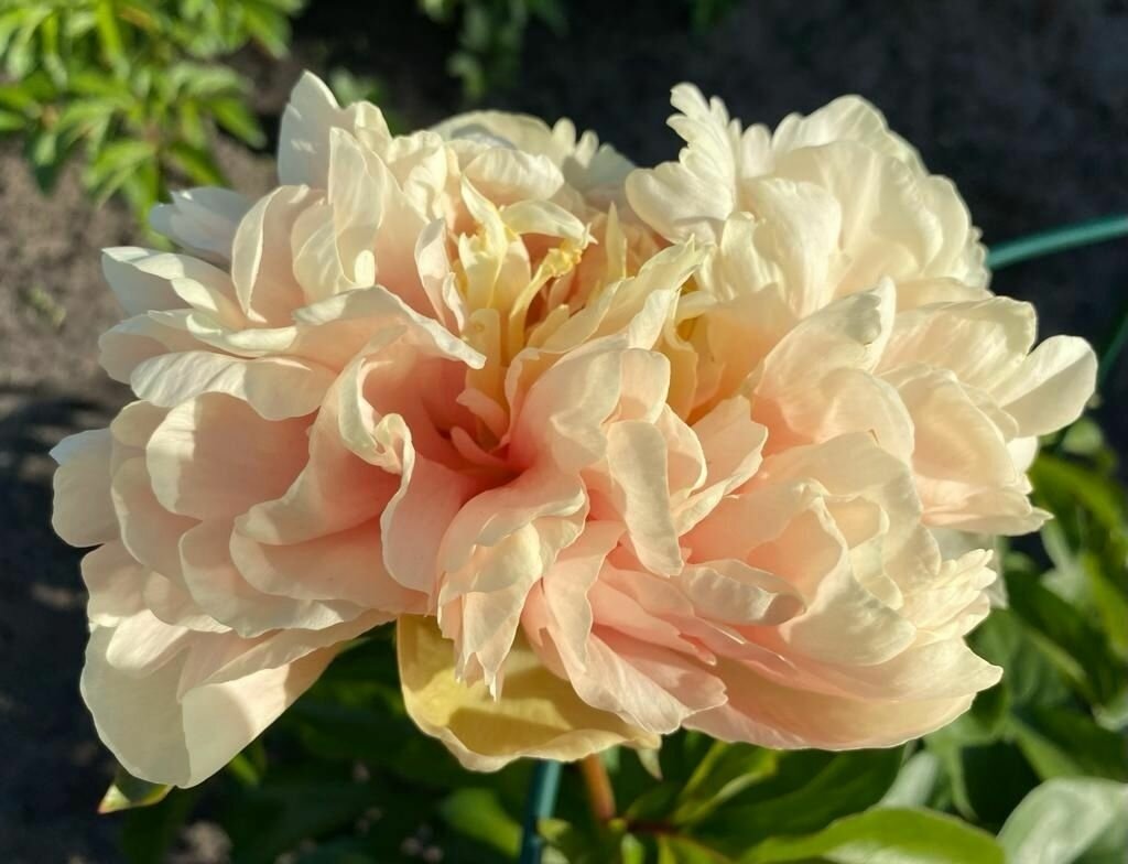 Пион Элизабет Свитинг (Paeonia Elizabeth Sweeting)