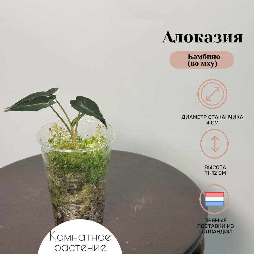 Комнатное растение Алоказия Бамбино во мху, высота 12 см