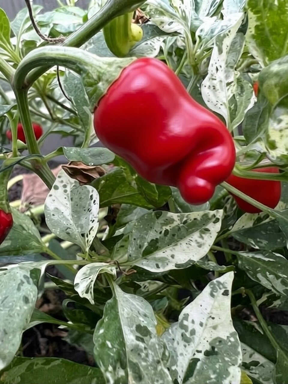 Семена Острый перец Рыбка (Fish), 10 семян, Кубанский перцевод